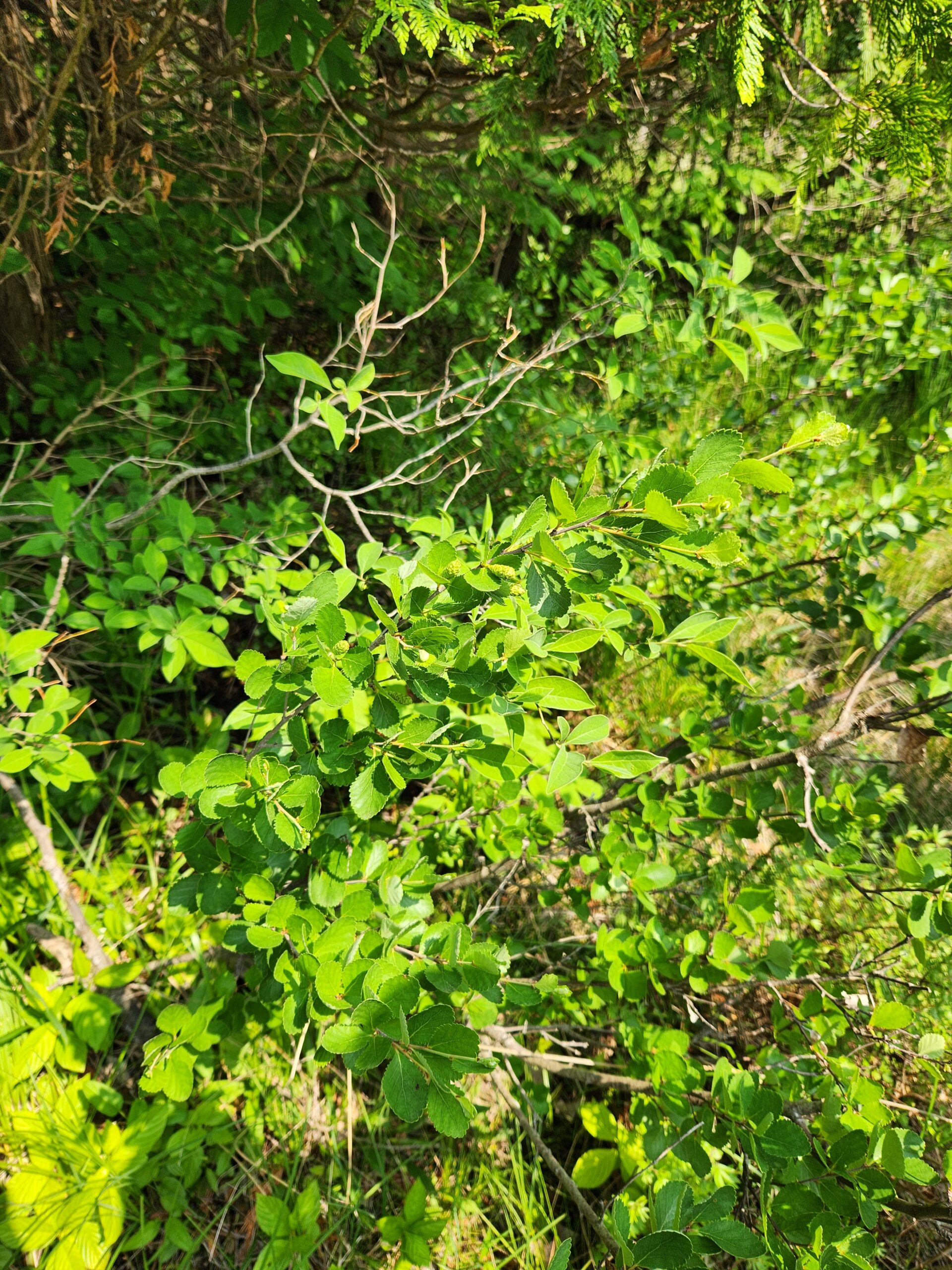 Cedar Bog – Devon's Ohio Plants Website