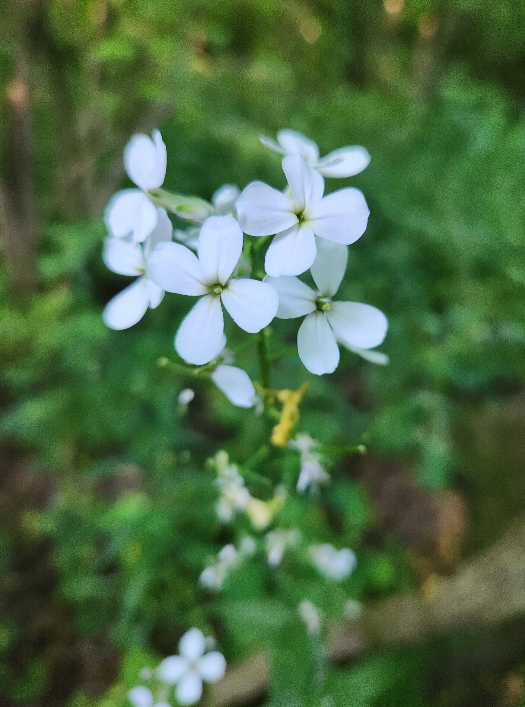 Plants of Cherrybottom Park – Devon's Ohio Plants Website